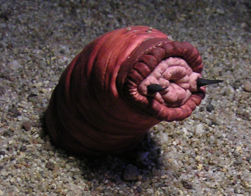 Top 14 loại ma quỷ kỳ quặc nhất trong văn hóa thế giới, bạn đã biết ...