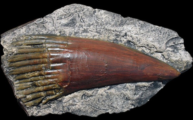 A Formidable Predator Rhizodus Hibberti Left An Indelible Mark On