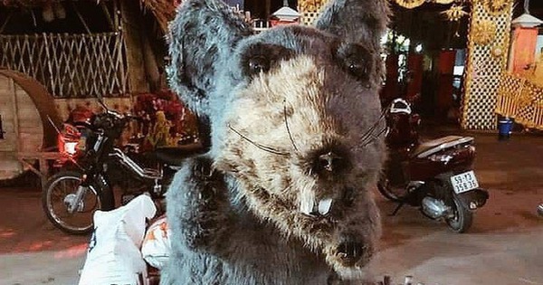 Hết Pika Long, chuột xù Củ Chi là linh vật tiếp theo trúng lời nguyền ...