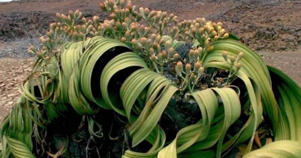 Welwitschia mirabilis: Loài thực vật cổ xưa có khả năng tồn tại hàng ...