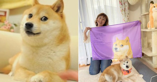 Chuyện về chú chó được chế meme nhiều nhất mạng xã hội: Xuất thân từ ...