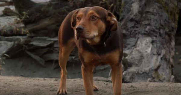 A Dog's Way Home: Không dừng lại ở câu chuyện cảm động mà còn là tình ...
